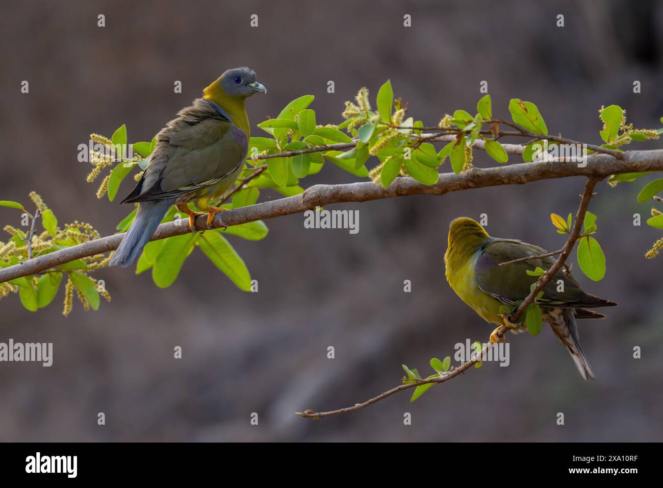 Yellow-footed green pigeon Stock Photo - Alamy