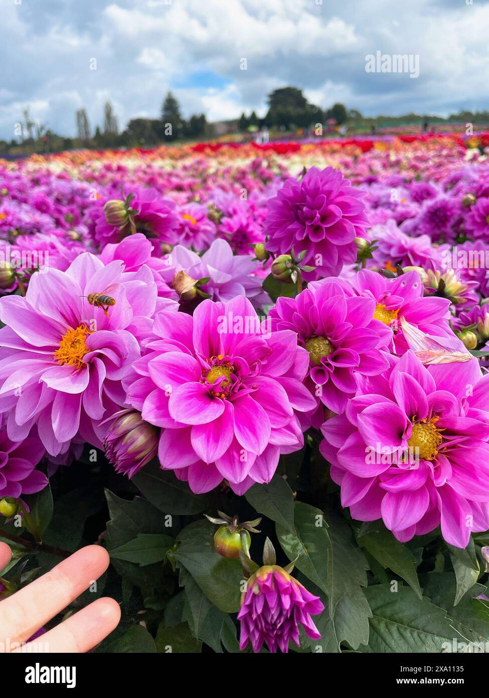 A hand reaching to touch flowers in field, close-up shot Stock Photo ...
