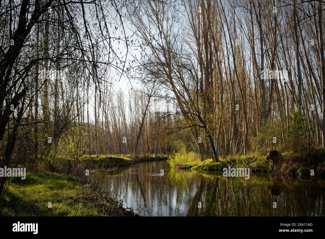 A river flows through a forest full of trees and vegetation Stock Photo ...