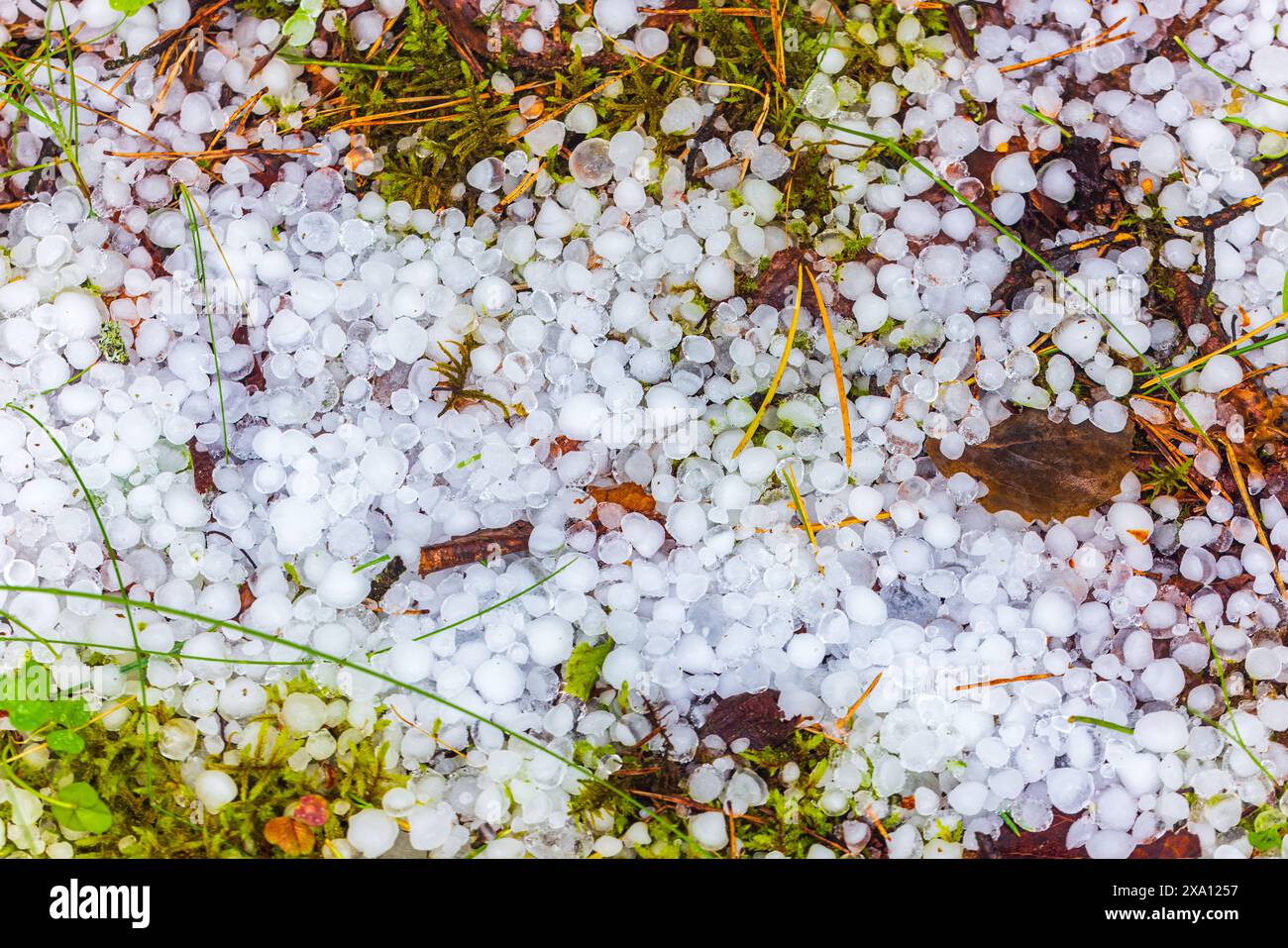 A detailed view of hailstones laying on the ground following a storm ...