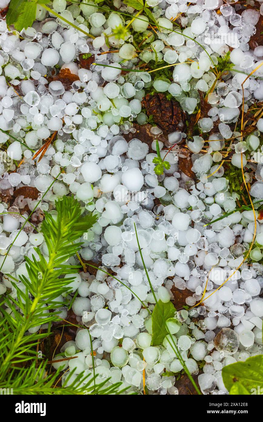 A detailed view of hailstones laying on the ground following a storm ...