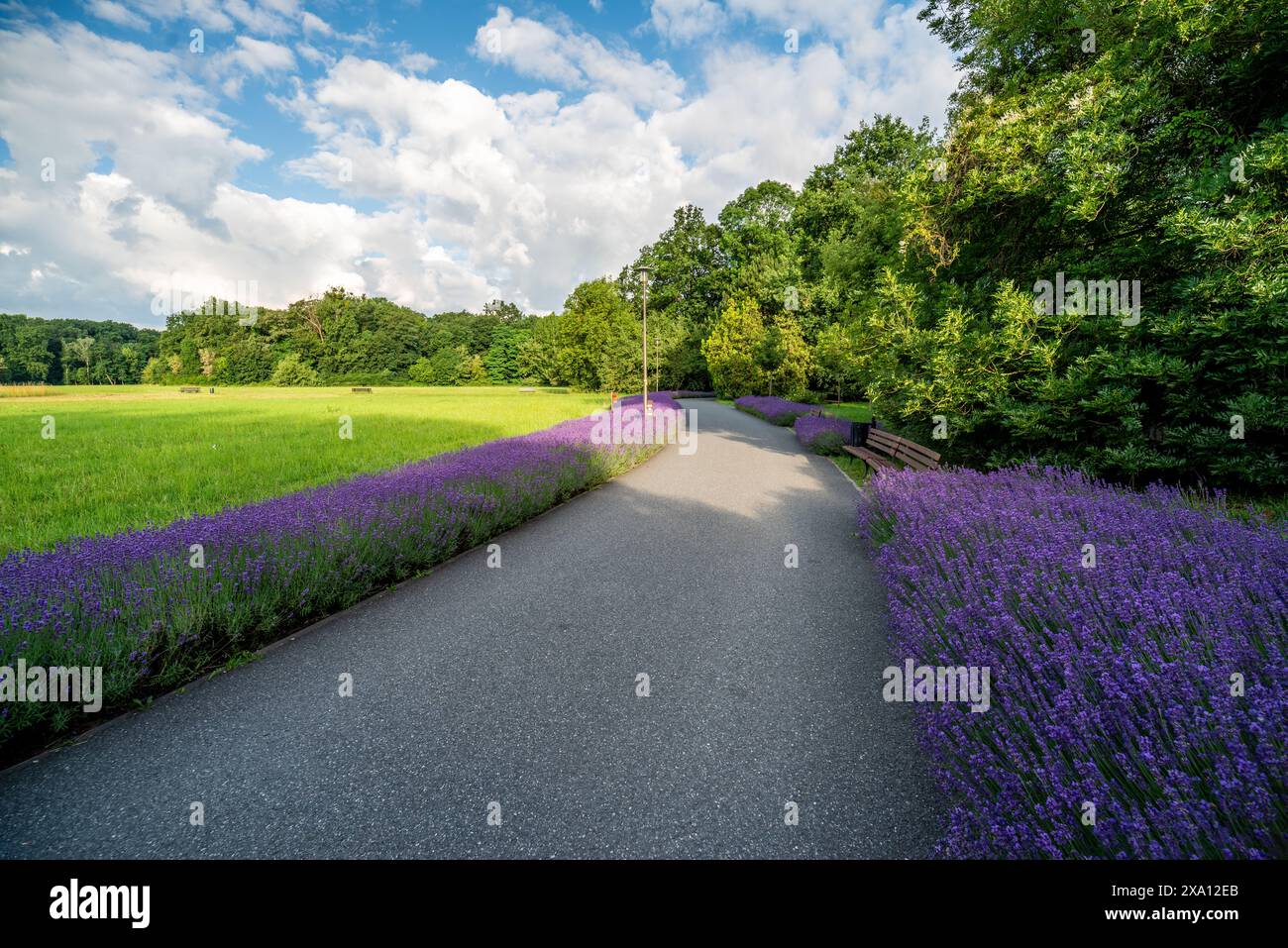 A pathway through a lush meadow towards trees and green grass Stock ...