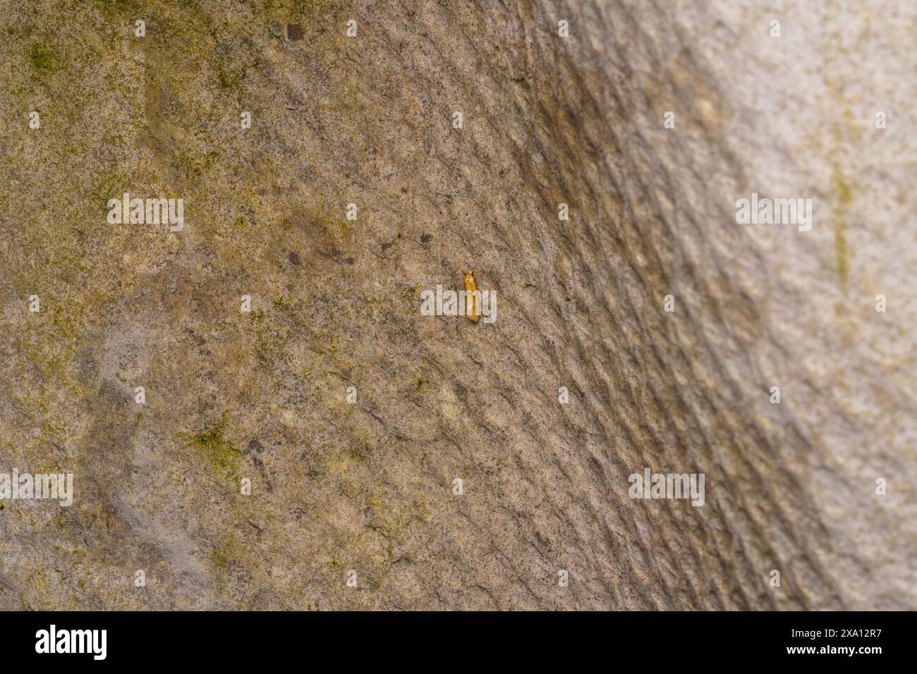 Smeathmanns hi-res stock photography and images - Alamy