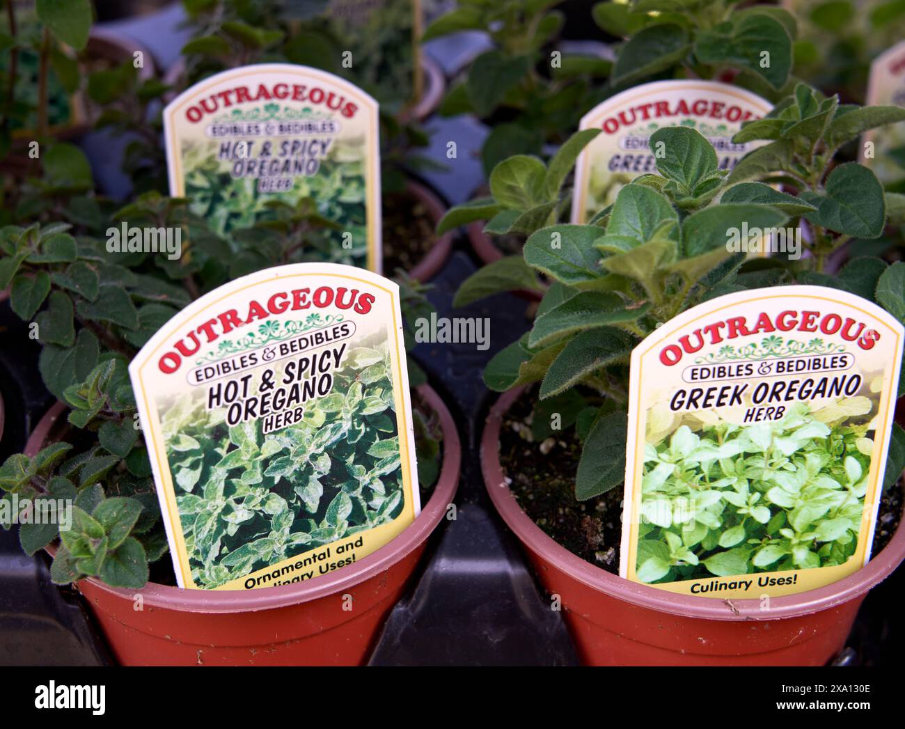 Close-up of different kinds of Oregano herb bedding plants for sale ...