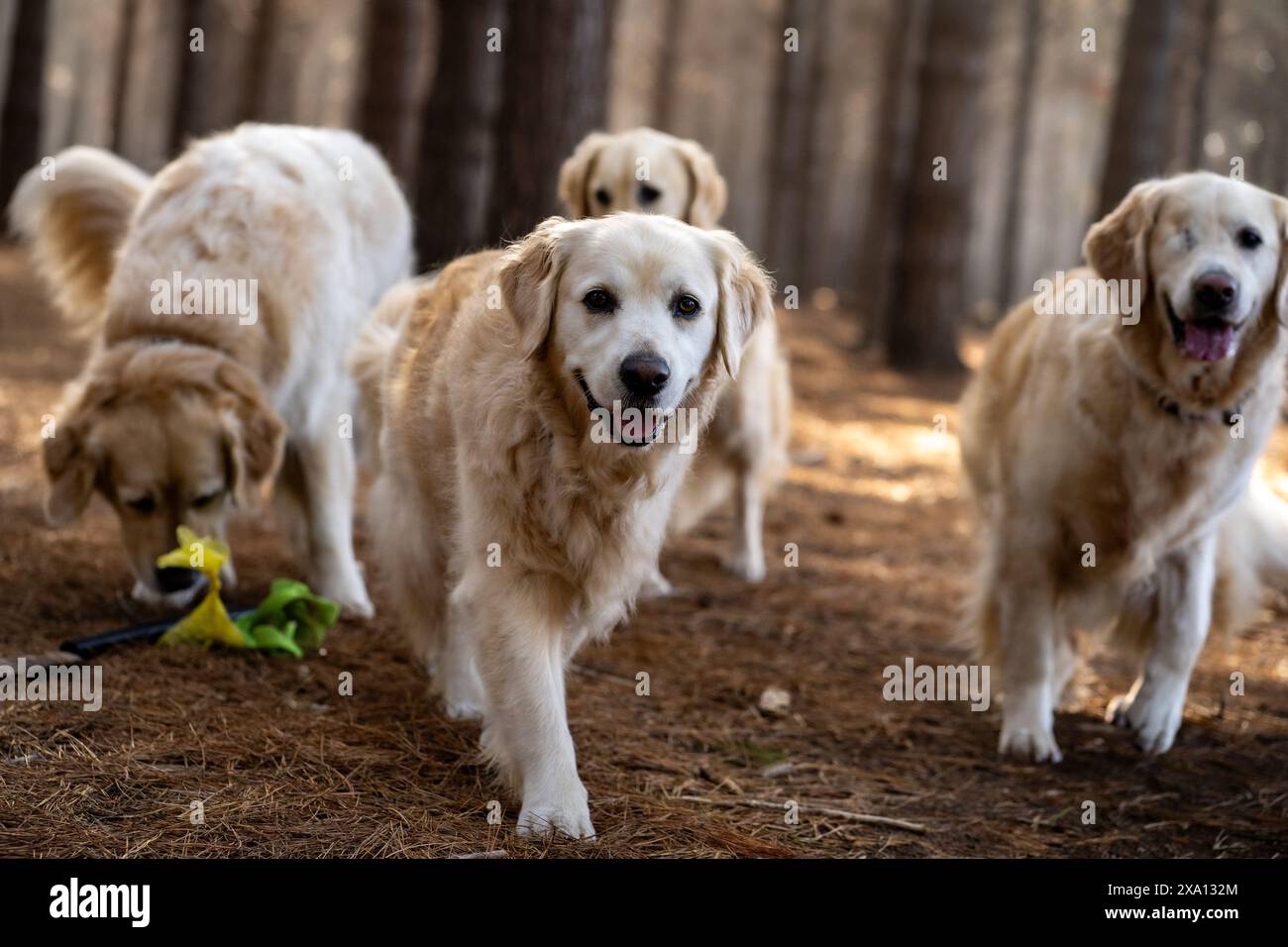 A group of golden retrievers walking in the forest Stock Photo - Alamy