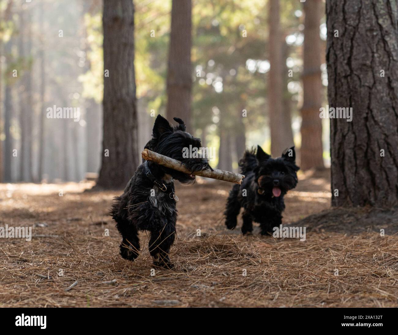 The two small dogs walking together in the woods, carrying a stick ...