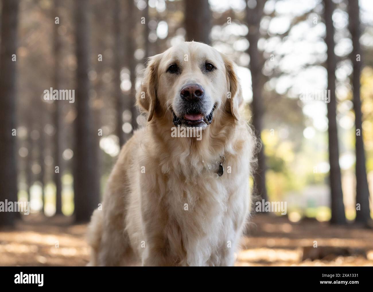 A golden retriever standing in the forest, gazing Stock Photo - Alamy