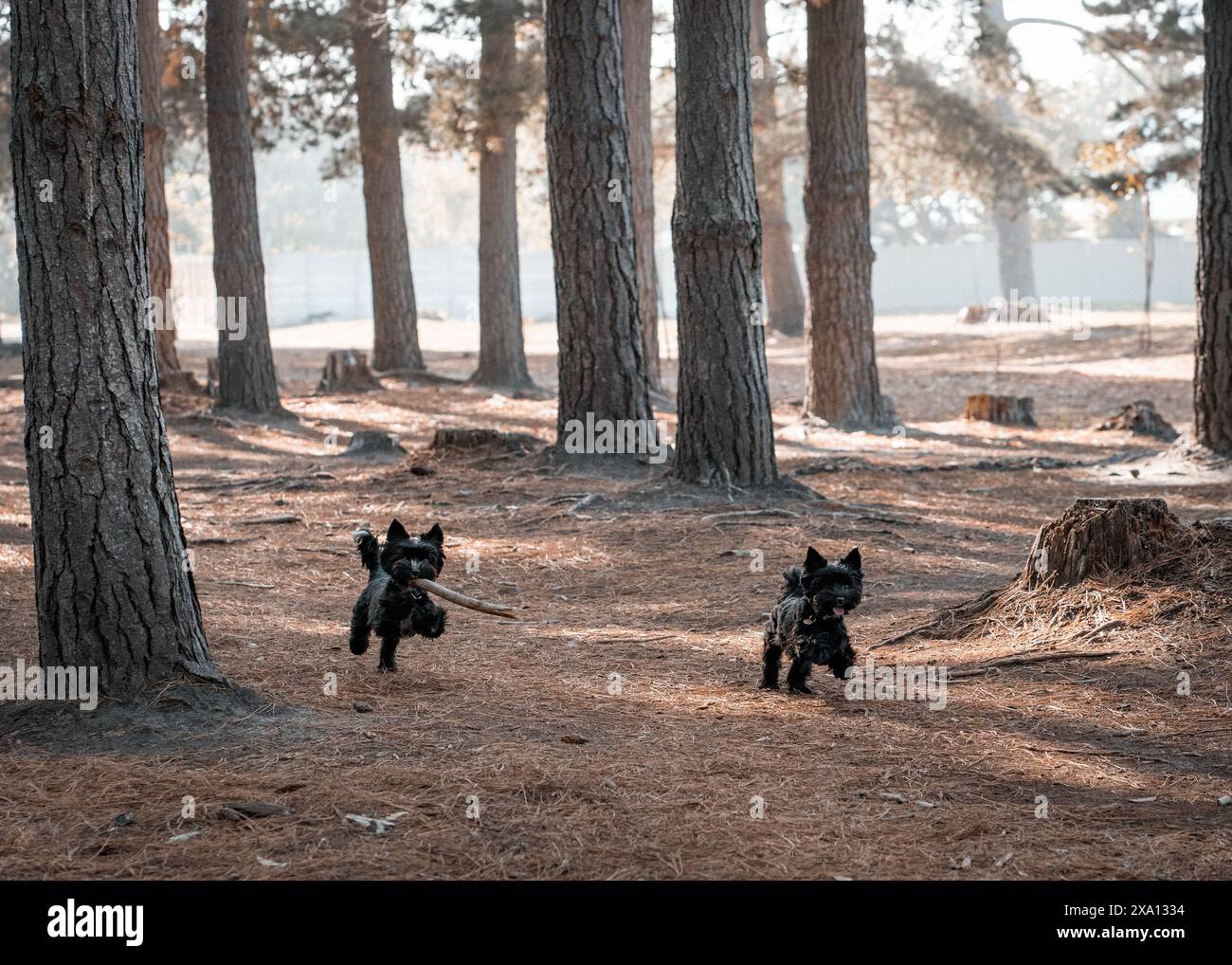The two small dogs walking together in the woods, carrying a stick ...