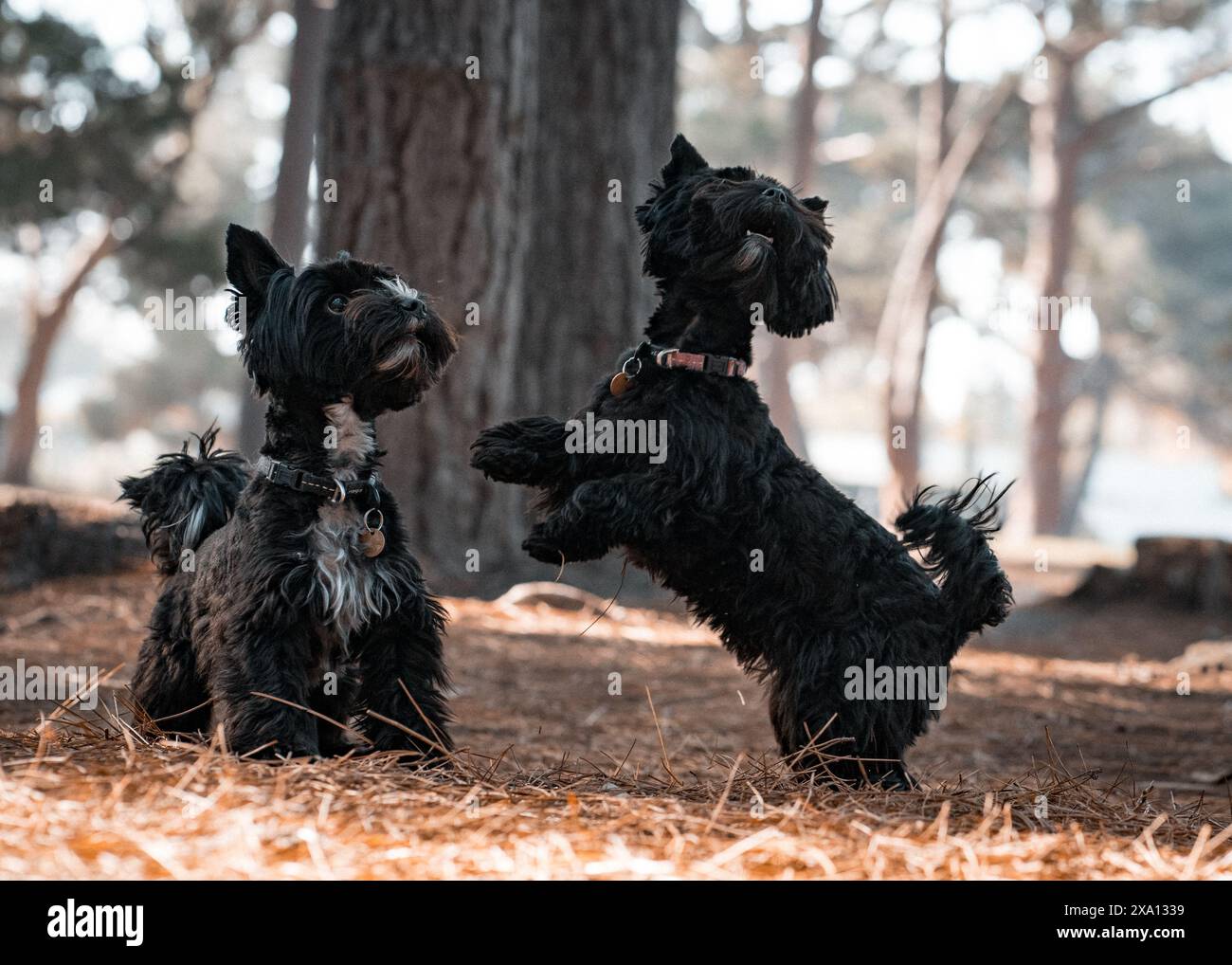 The two small black dogs standing upright in a woodland setting Stock ...