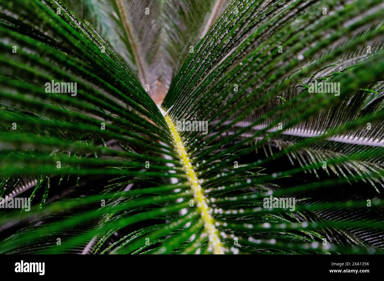 Lush palm tree with raindrops and blurred background of trees Stock ...