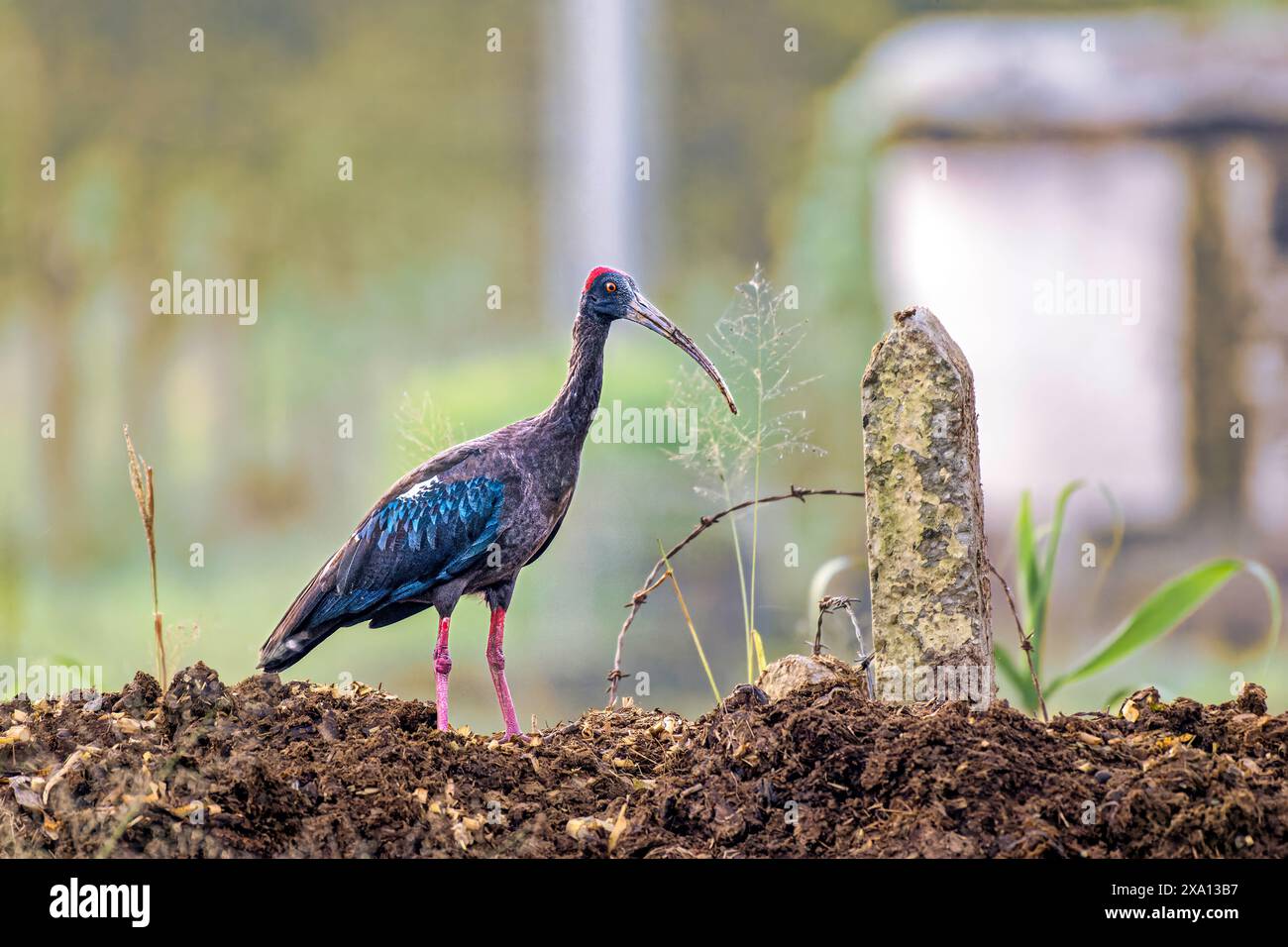 Red-naped ibis in rural Punjab, India farmland Stock Photo - Alamy