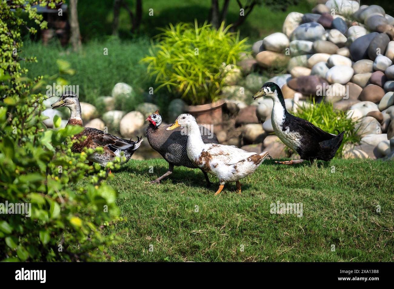 Ducks in a rural park in Punjab, India Stock Photo - Alamy