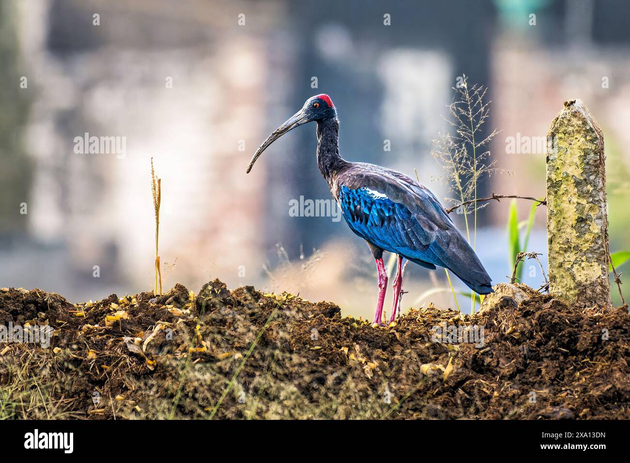 Red-naped ibis in rural Punjab, India farmland Stock Photo - Alamy