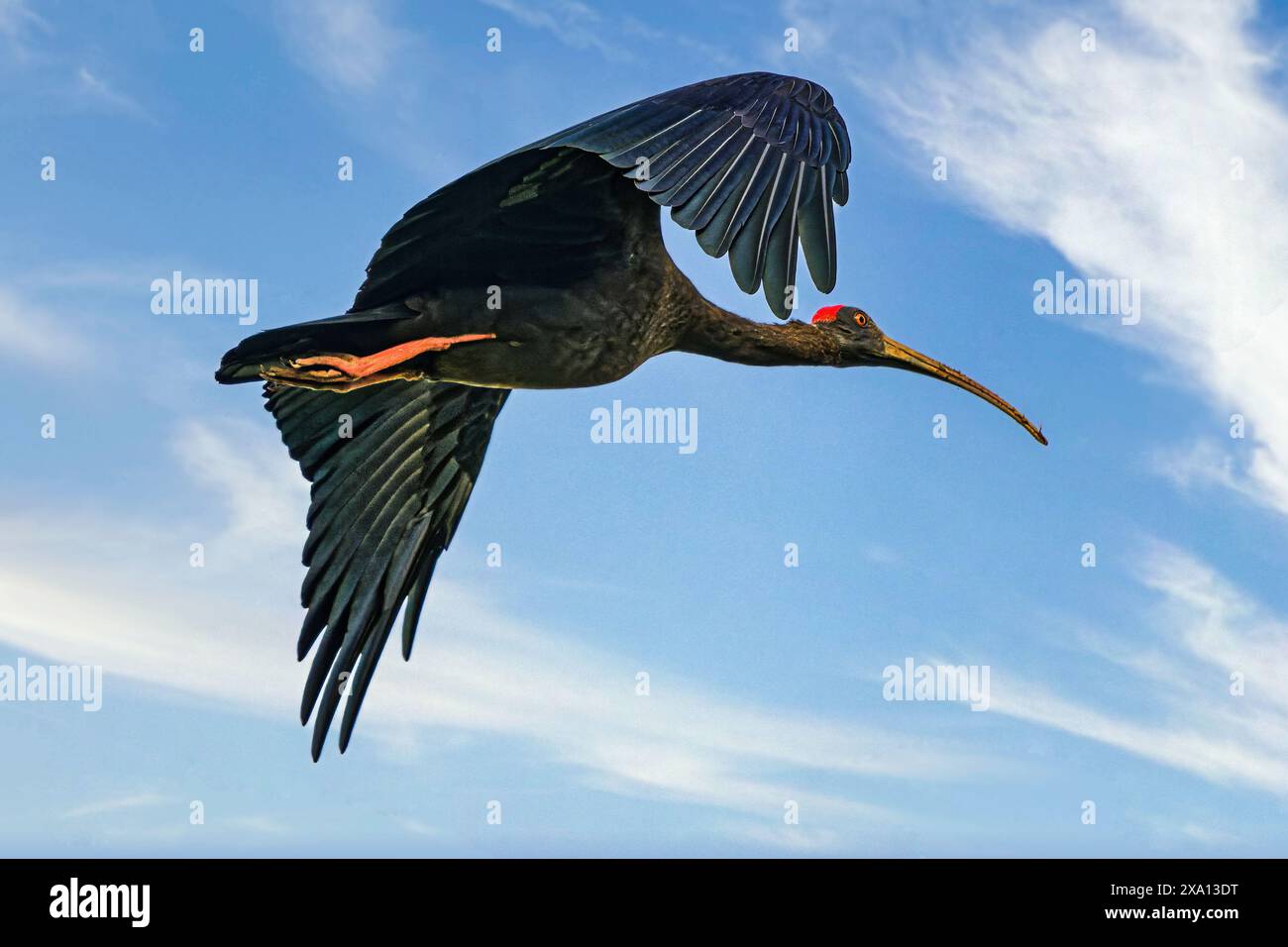 A Red-naped Ibis flying high in rural Punjab, India Stock Photo - Alamy