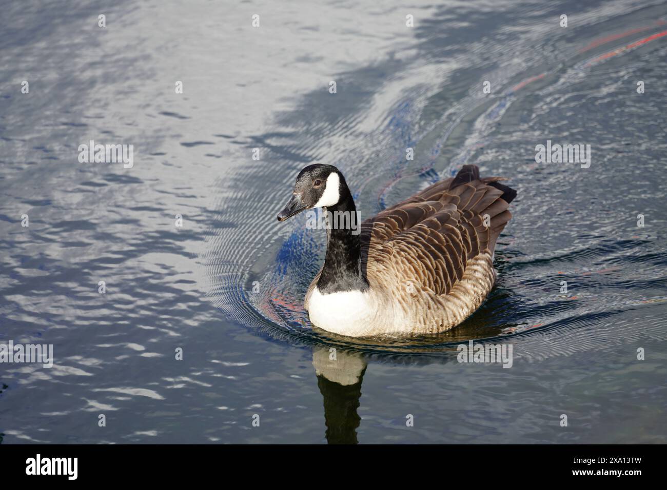 A Canada goose taking a swim in the water of Oere marina Stock Photo ...