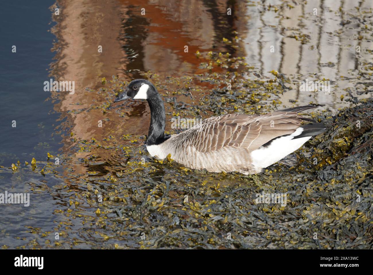 A canada goose heading to the water at Oere marina Stock Photo - Alamy