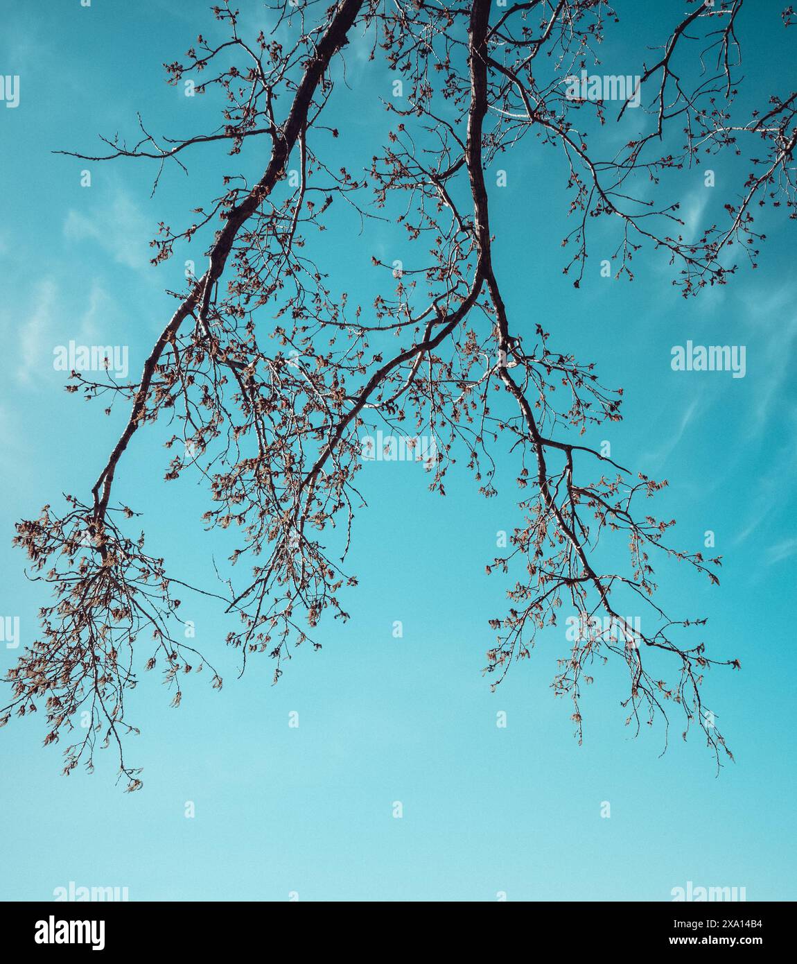 Curved tree hi-res stock photography and images - Alamy