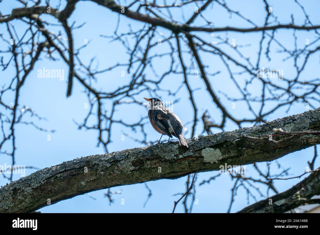 Perched bird with sky view hi-res stock photography and images - Alamy