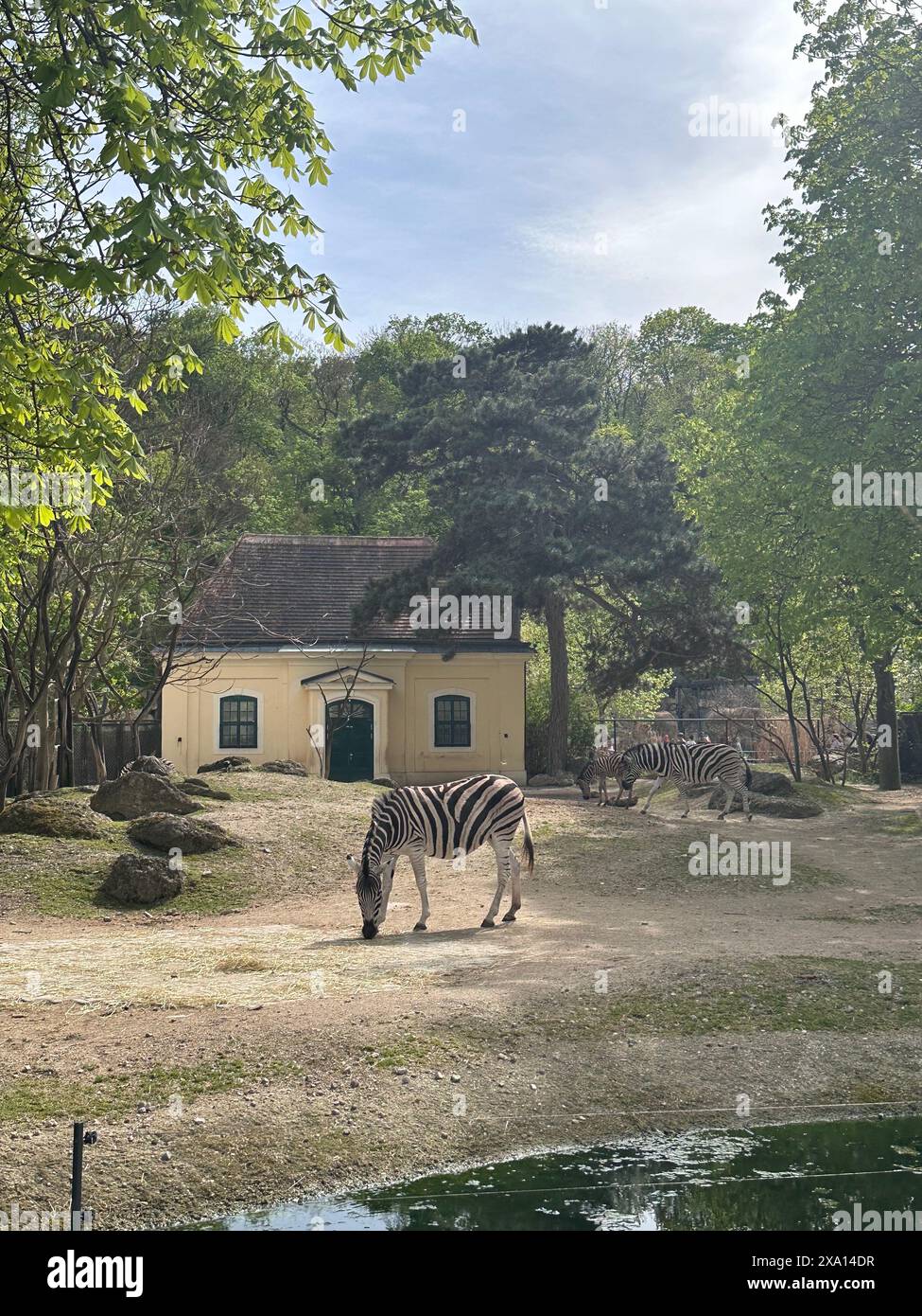 Zebras zoo enclosure wildlife hi-res stock photography and images - Alamy