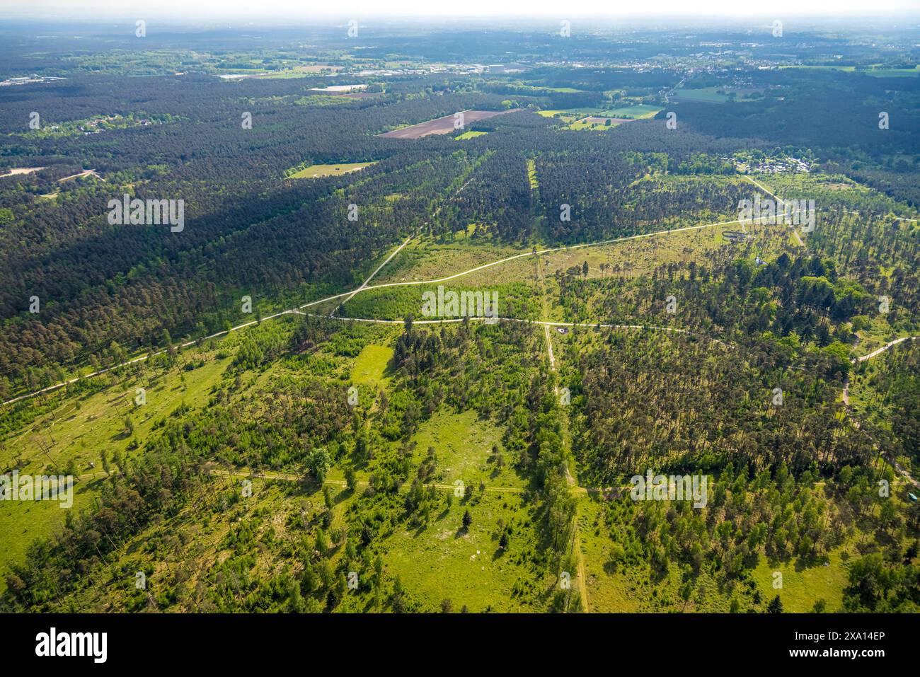 Forest pastures wistinghauser senne nature reserve hi-res stock ...