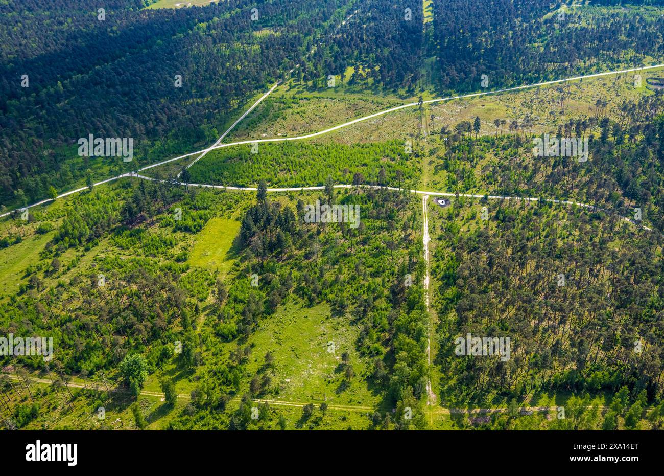 Forest pastures wistinghauser senne nature reserve hi-res stock ...