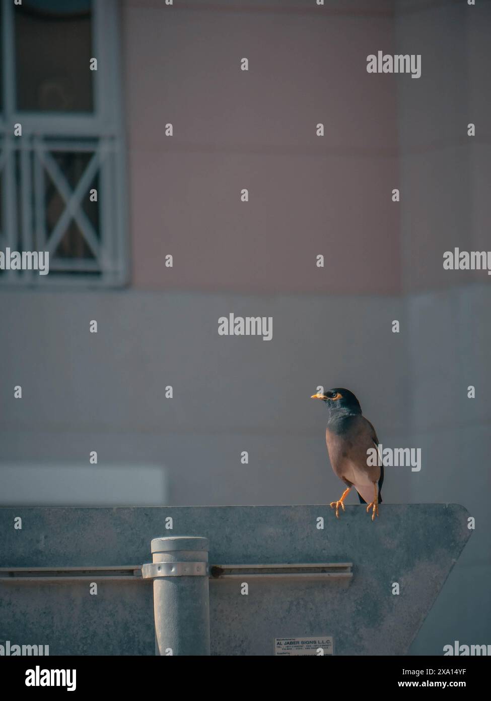 Bird perched on metal railing near urban structure Stock Photo - Alamy