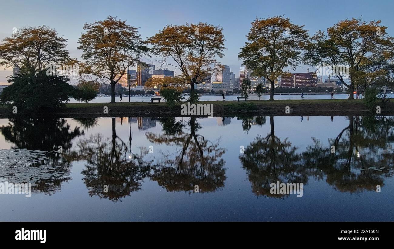 Reflection of trees and lily pad in water Stock Photo - Alamy