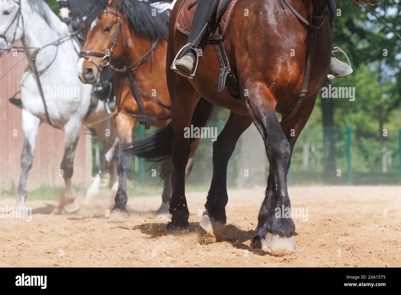 Horse riding school. Little children girls at group training equestrian ...
