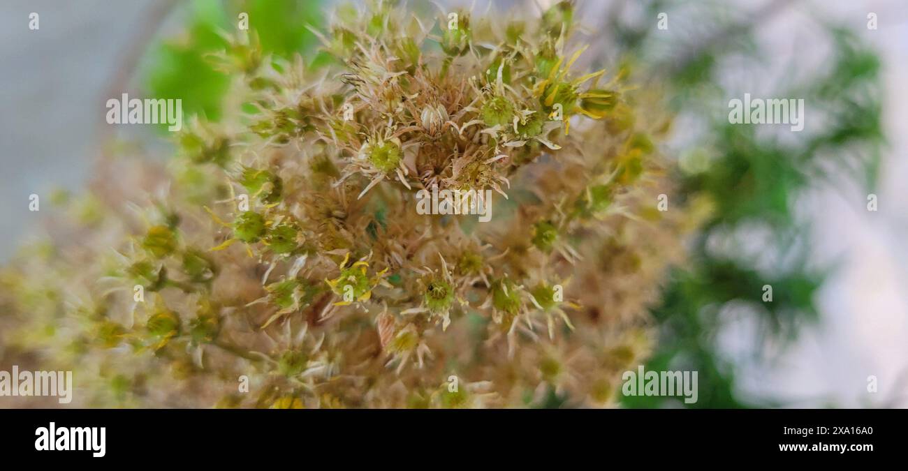 Closeup dry wilted flowers hi-res stock photography and images - Alamy