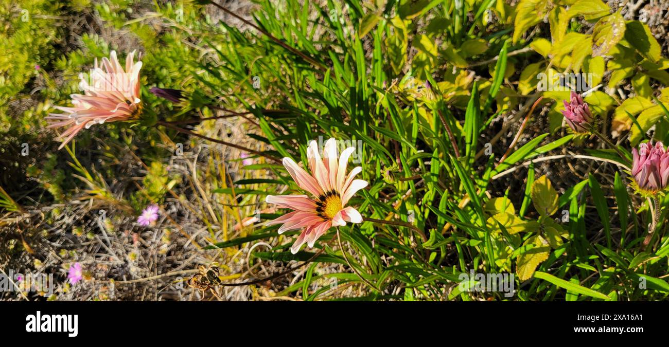 A close-up of beautiful Harsh gazania flowers in bloom among lush ...