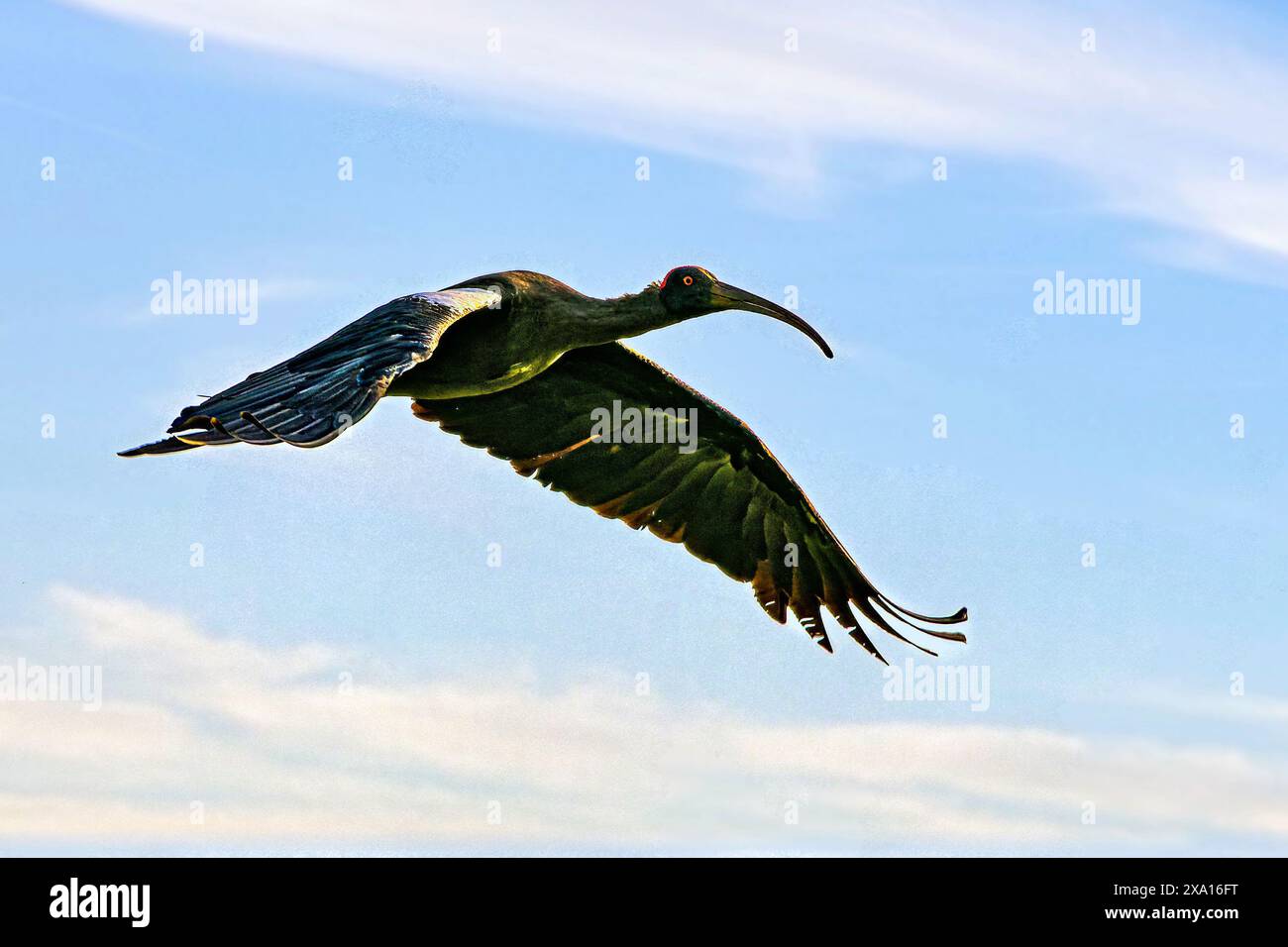 The Birds of India: Red-naped Ibis in Lalpur, Punjab, India Stock Photo ...