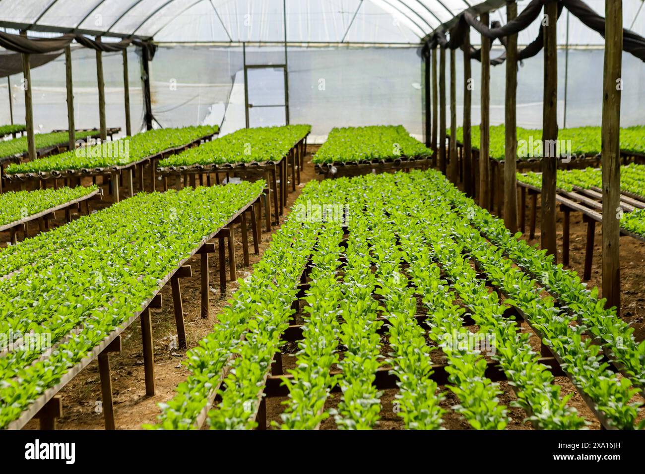 Planting hydroponic arugula in a greenhouse. In the image, the lower ...