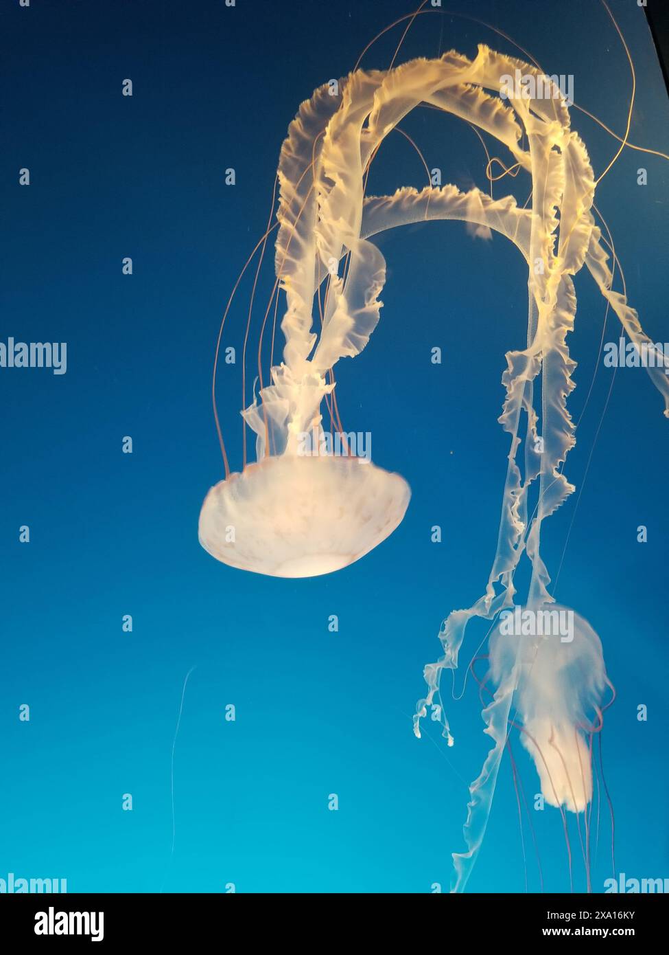 Glides gliding hi-res stock photography and images - Alamy