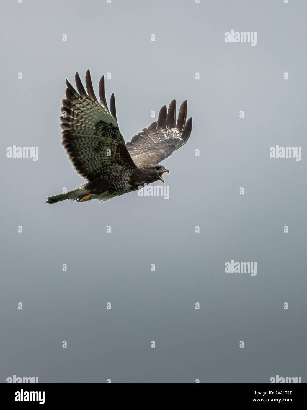 A buzzard in flight with extended wings and long legs soaring through ...