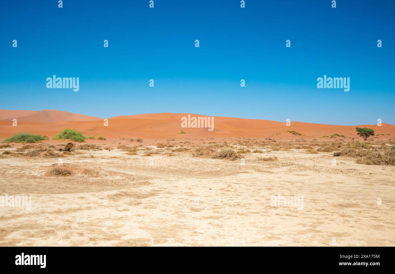 A Dried-up water pan in the desert surrounded by sparse plant growth ...