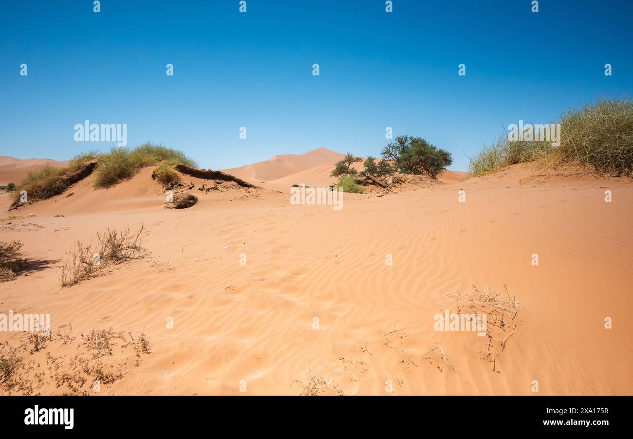 A View of sandy desert dunes with sparse plant growth Stock Photo - Alamy