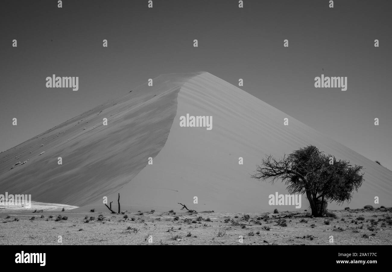 Isolated tree in front of a sandy hill flipped upside down Stock Photo ...
