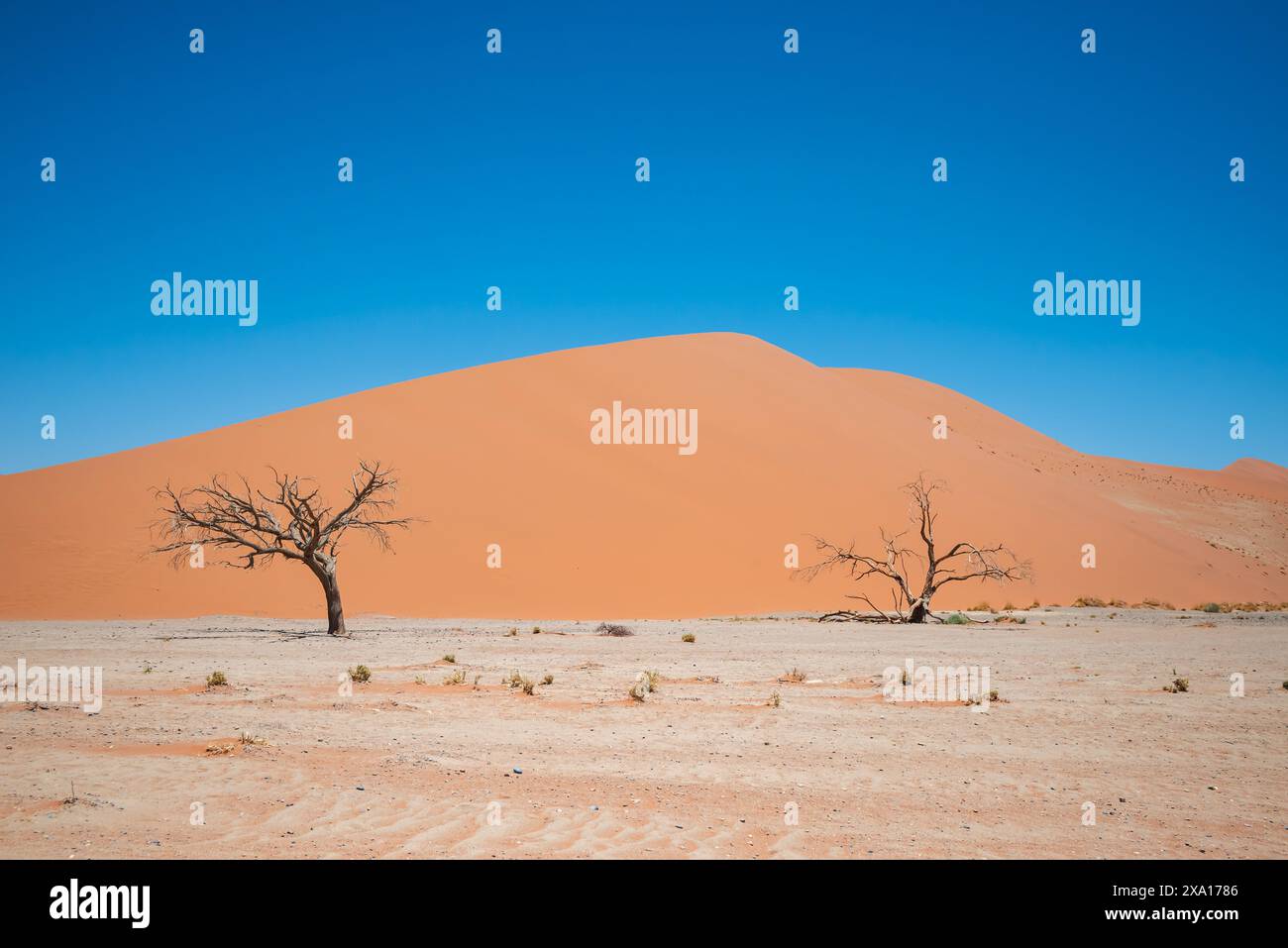 Two barren trees standing in a sandy landscape Stock Photo - Alamy