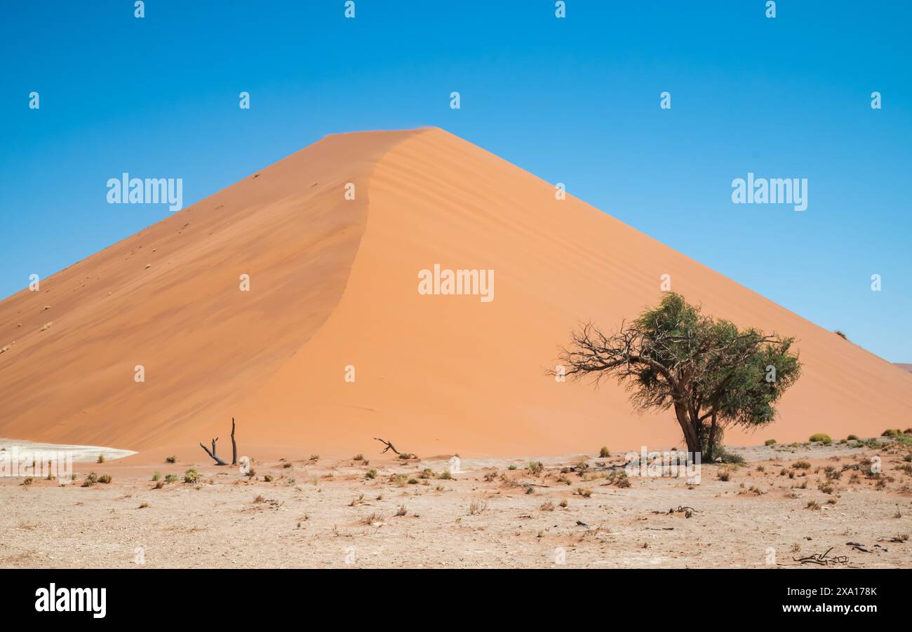 Desolate sandy terrain with a solitary tree in a remote location Stock ...