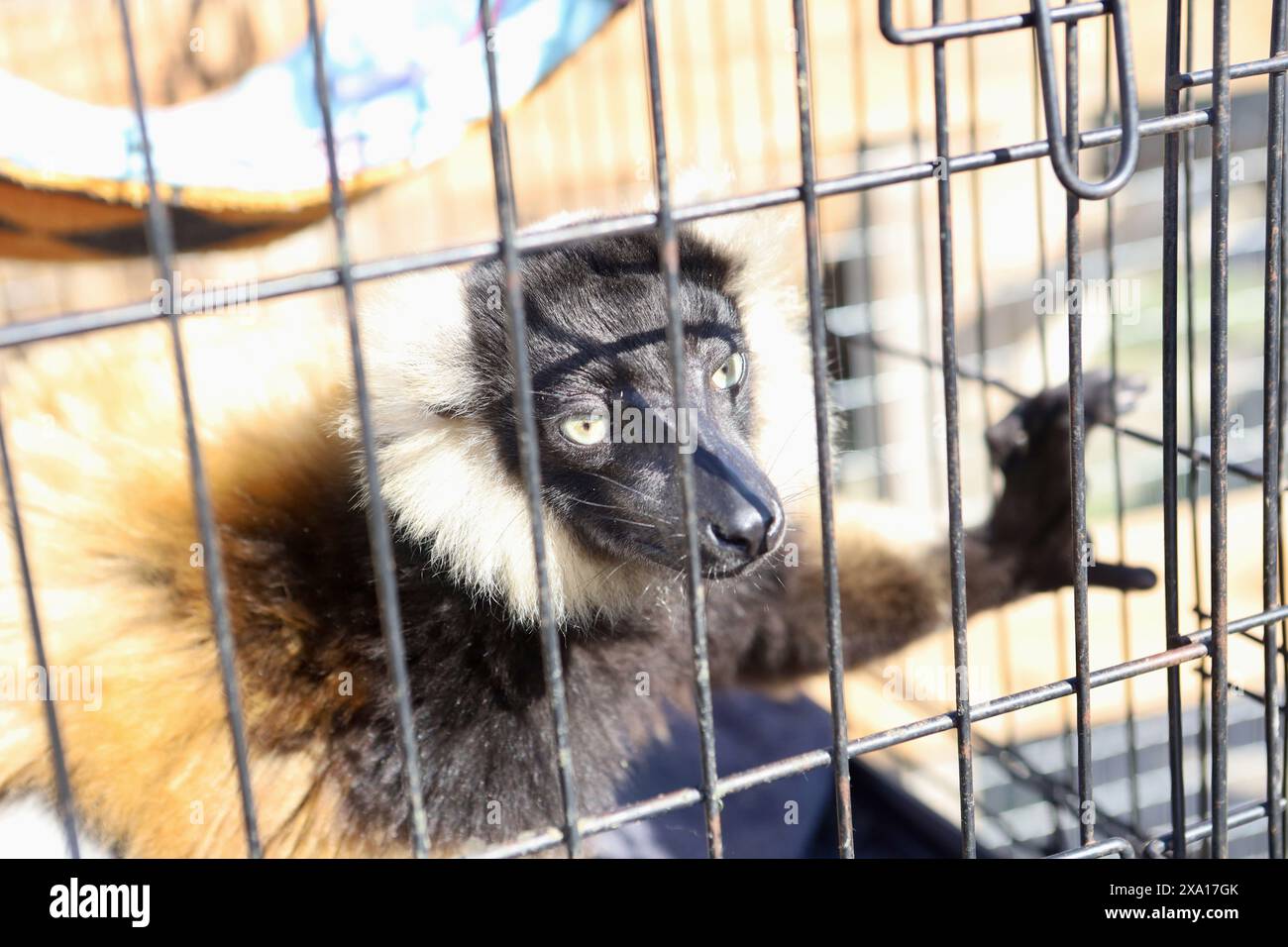 A monkey in a cage observing its surroundings Stock Photo - Alamy