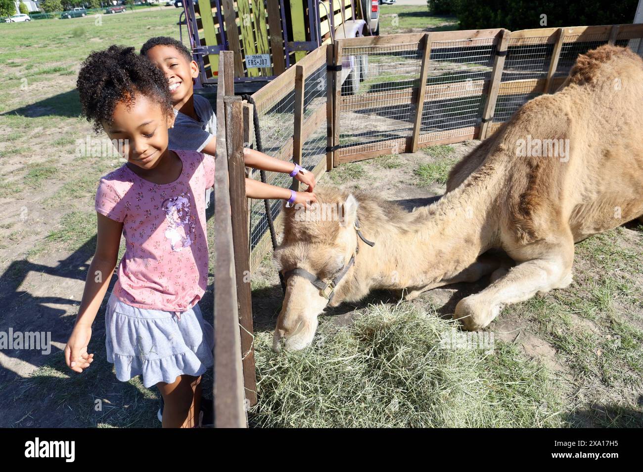 Three young girls feeding camels in a pen as a fourth child looks on ...