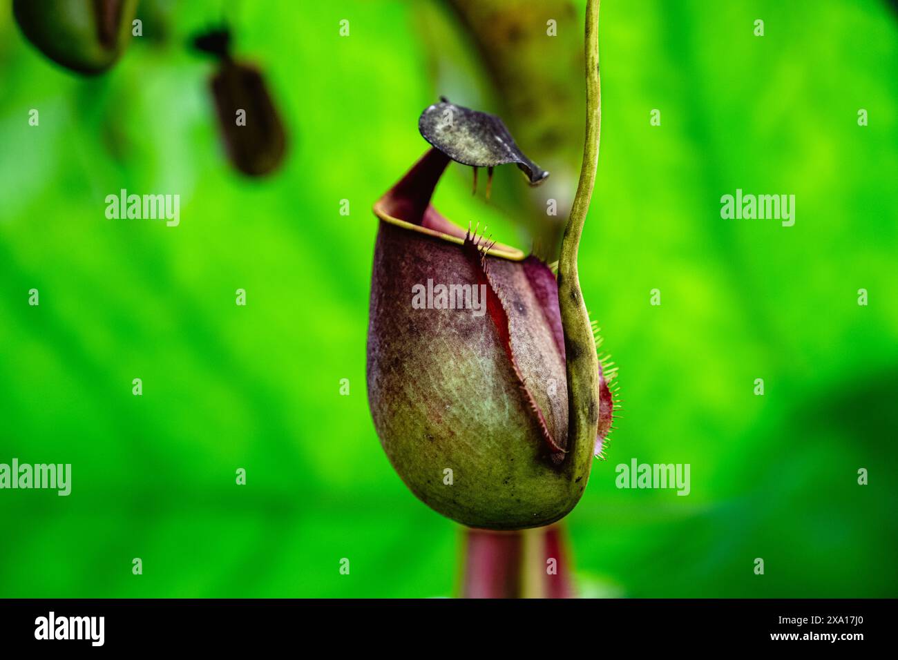 Exotic carnivorous flower hi-res stock photography and images - Alamy
