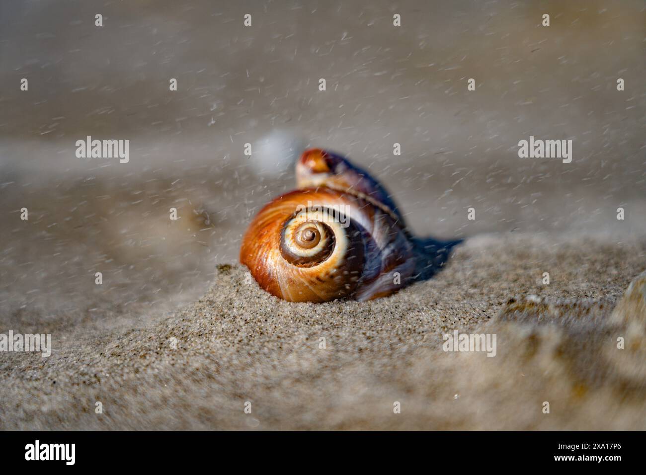 Seashell seabed hi-res stock photography and images - Alamy