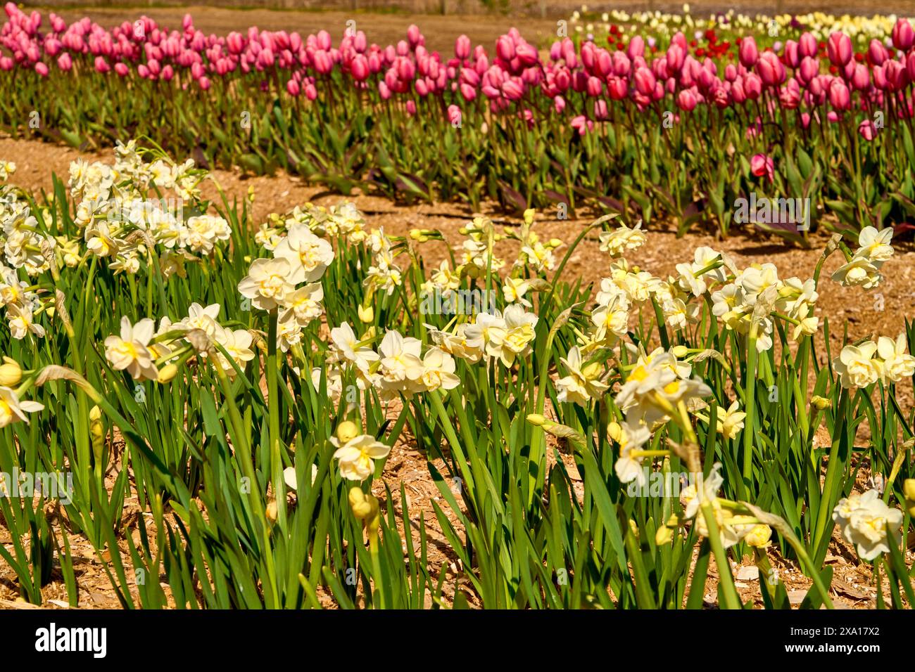 Bright yellow daffodils growing in hi-res stock photography and images ...
