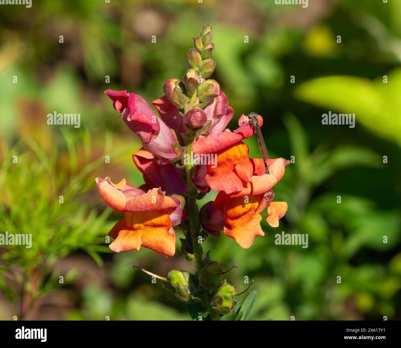 A Snapdragon flower of orange and pink coloring with a cute Damselfly ...