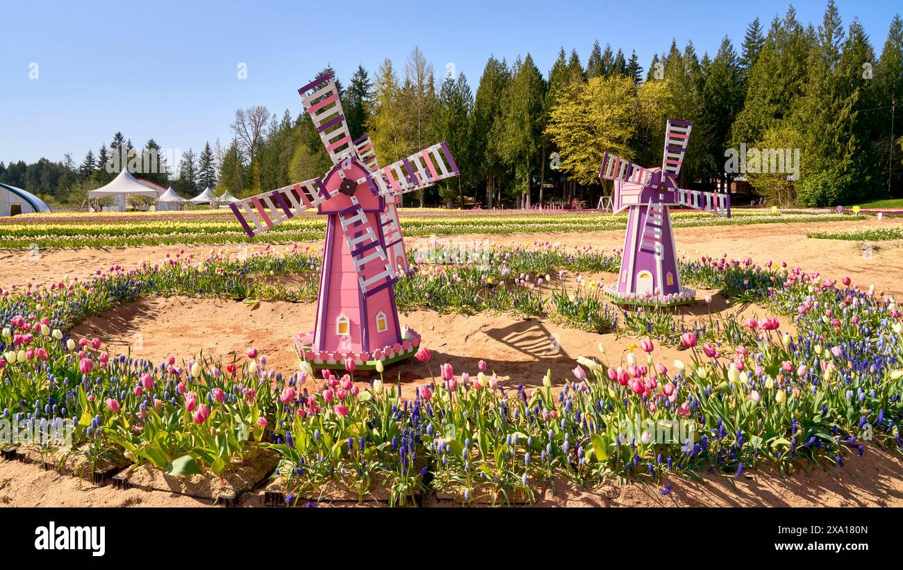 View of two miniature wooden display windmills surrounded by a ring of ...