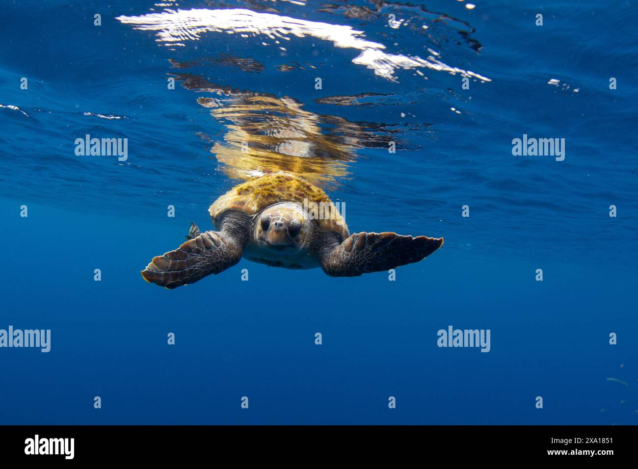 Loggerhead sea turtle is looking for food on the open ocean. Turtle ...