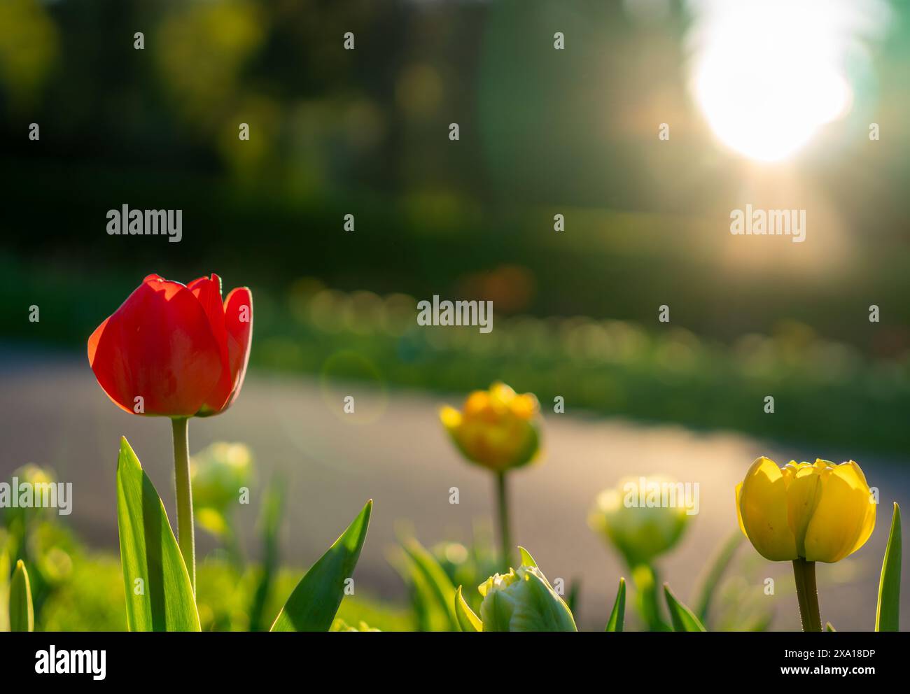 Vibrant green plant stands hi-res stock photography and images - Alamy