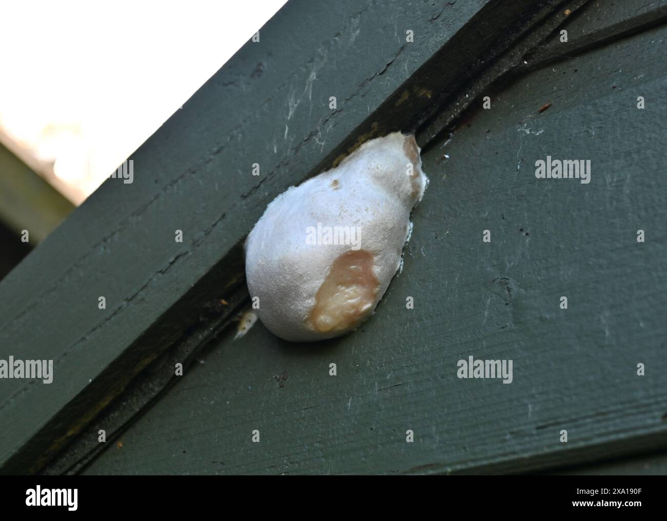 Enteridium lycoperdon or false puffball fungus growing on shed – Wales ...
