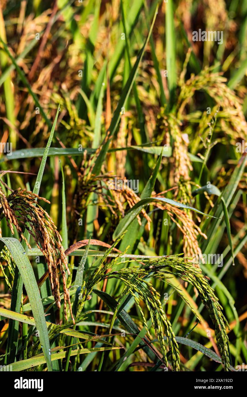 The Paddy cultivation in rural Punjab, India Stock Photo - Alamy
